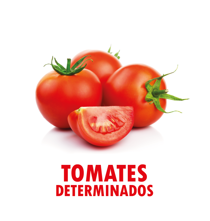 Variedades de Tomate Determinado | Plantinera Aconcagua Limache S.A